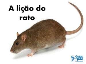 A lição do rato - Gotas de PazGotas de Paz