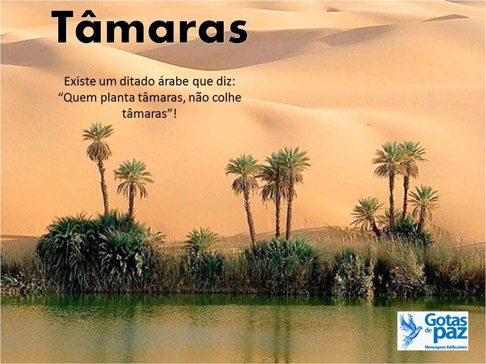 Tâmaras - Gotas de PazGotas de Paz