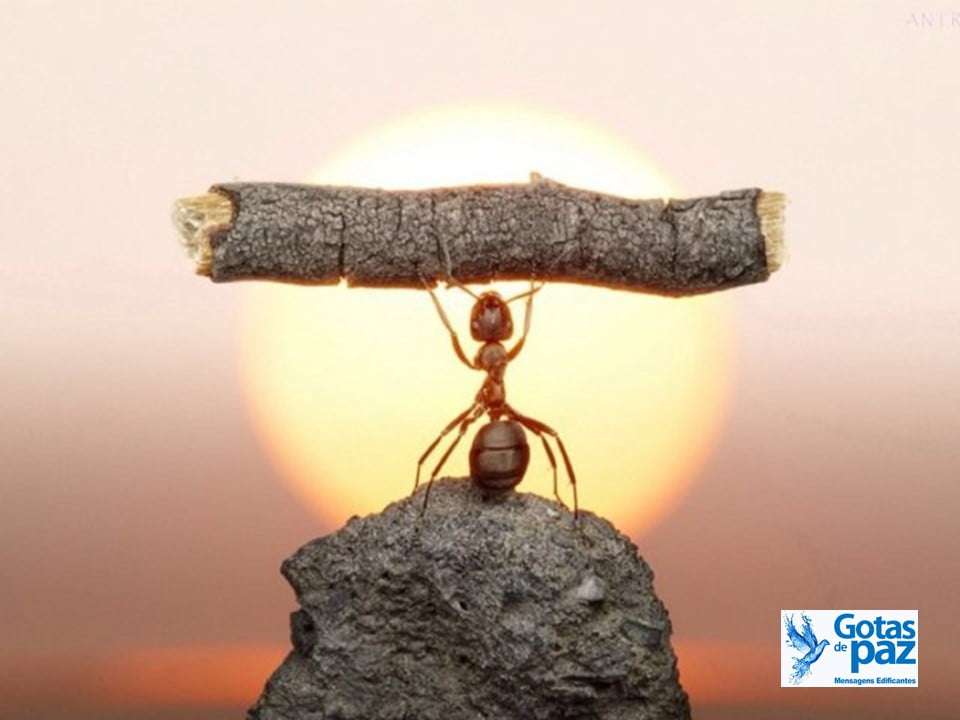 Firmeza e Determinação - Gotas de PazGotas de Paz