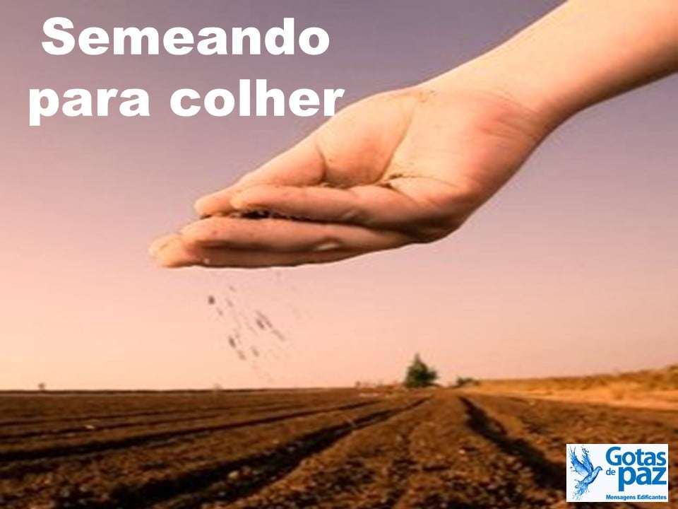 Semeando para colher - Gotas de PazGotas de Paz