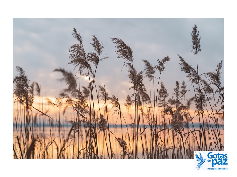 O que temos feito? - Gotas de PazGotas de Paz